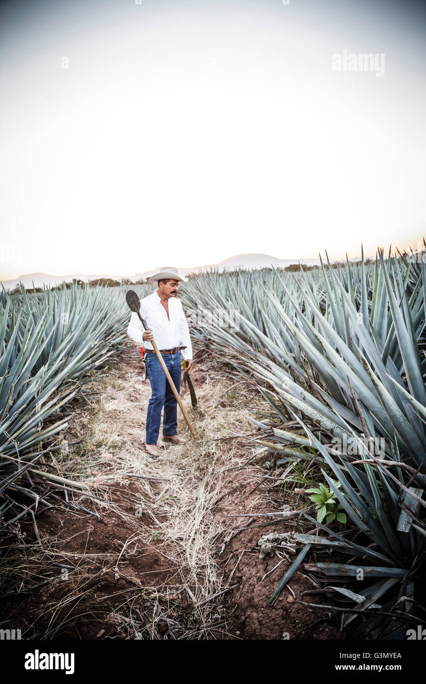 Farmer or Jimador, Ismael, preparing for harvest blue agave, Tequila ...