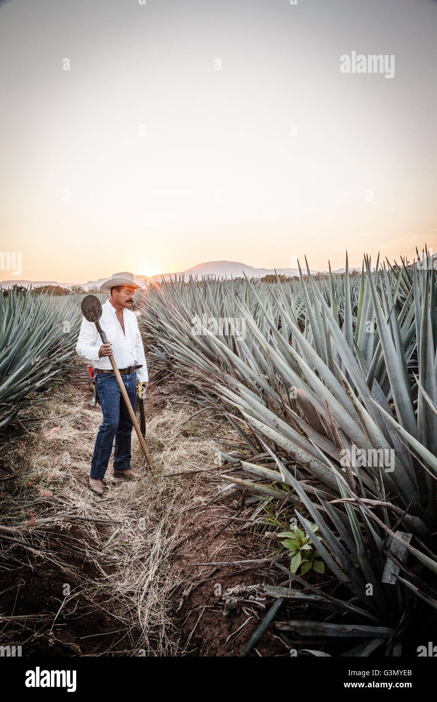 Farmer or Jimador, Ismael, preparing for harvest blue agave, Tequila ...