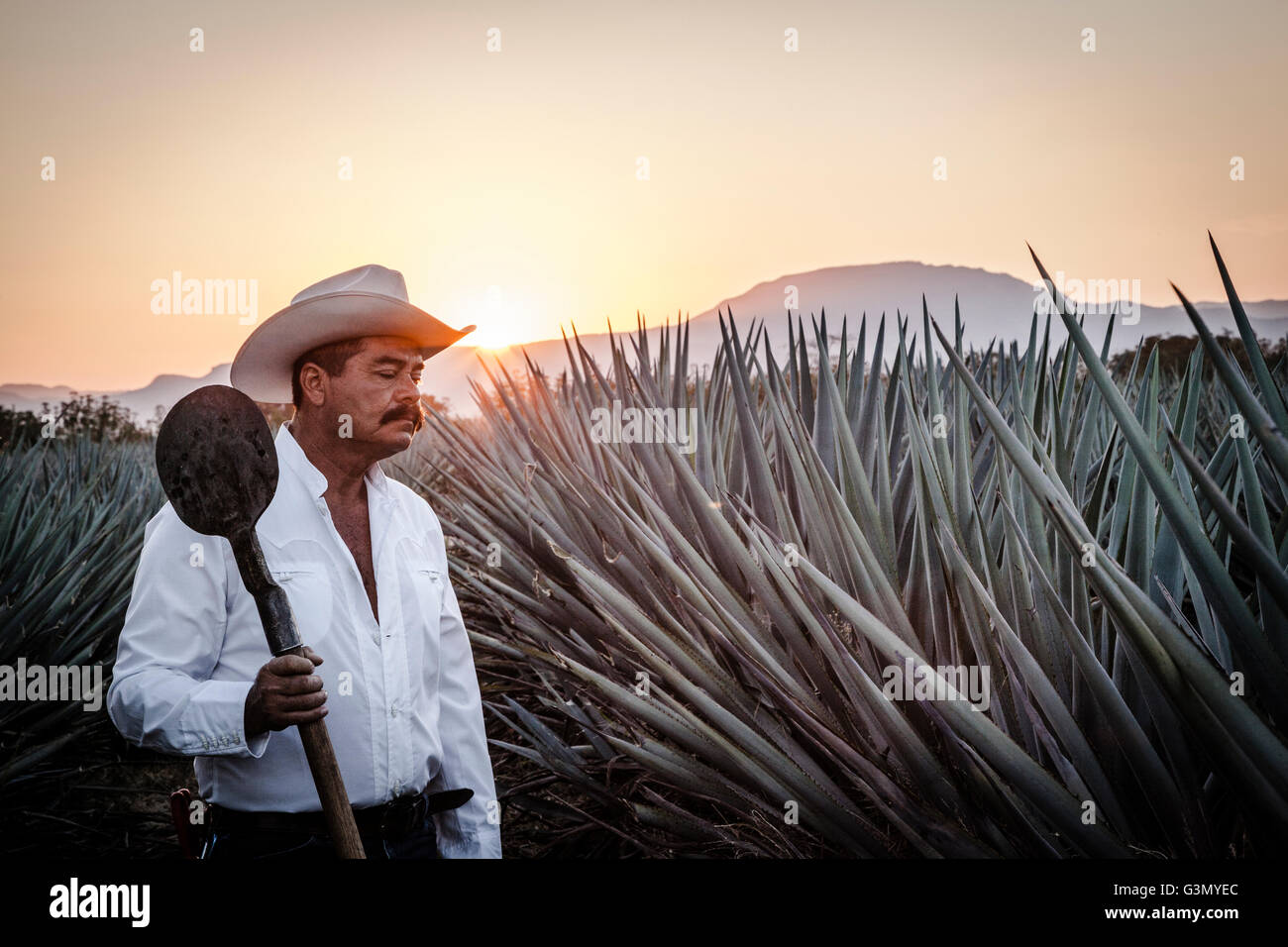 Farmer or Jimador, Ismael, preparing for harvest blue agave, Tequila ...
