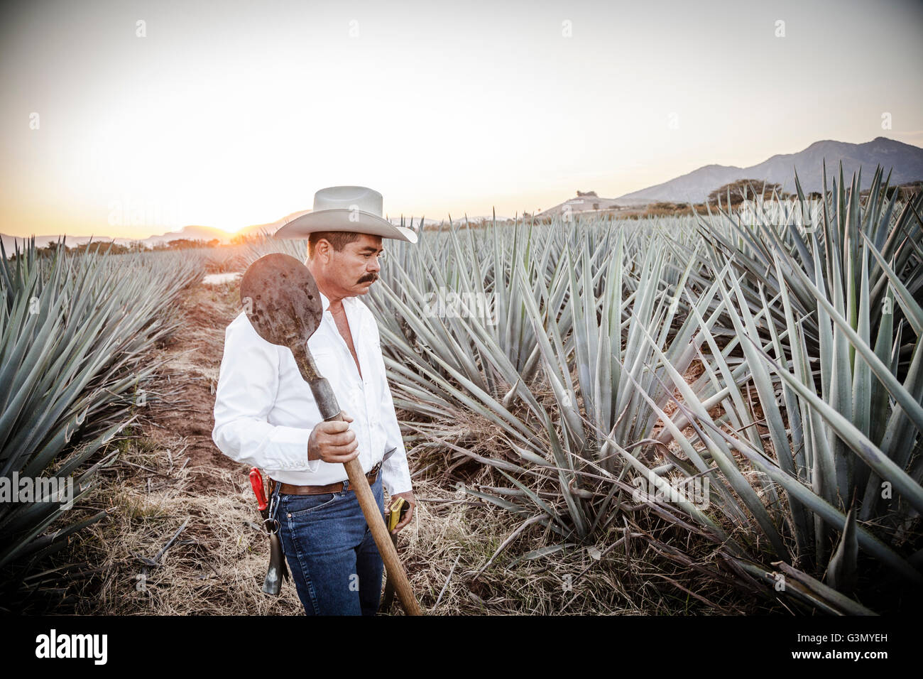Farmer or Jimador, Ismael, preparing for harvest blue agave, Tequila ...