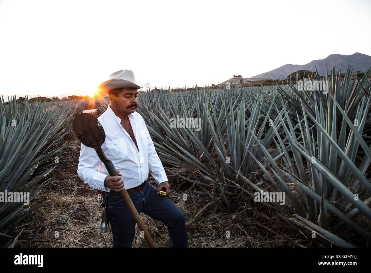 Farmer or Jimador, Ismael, preparing for harvest blue agave, Tequila ...