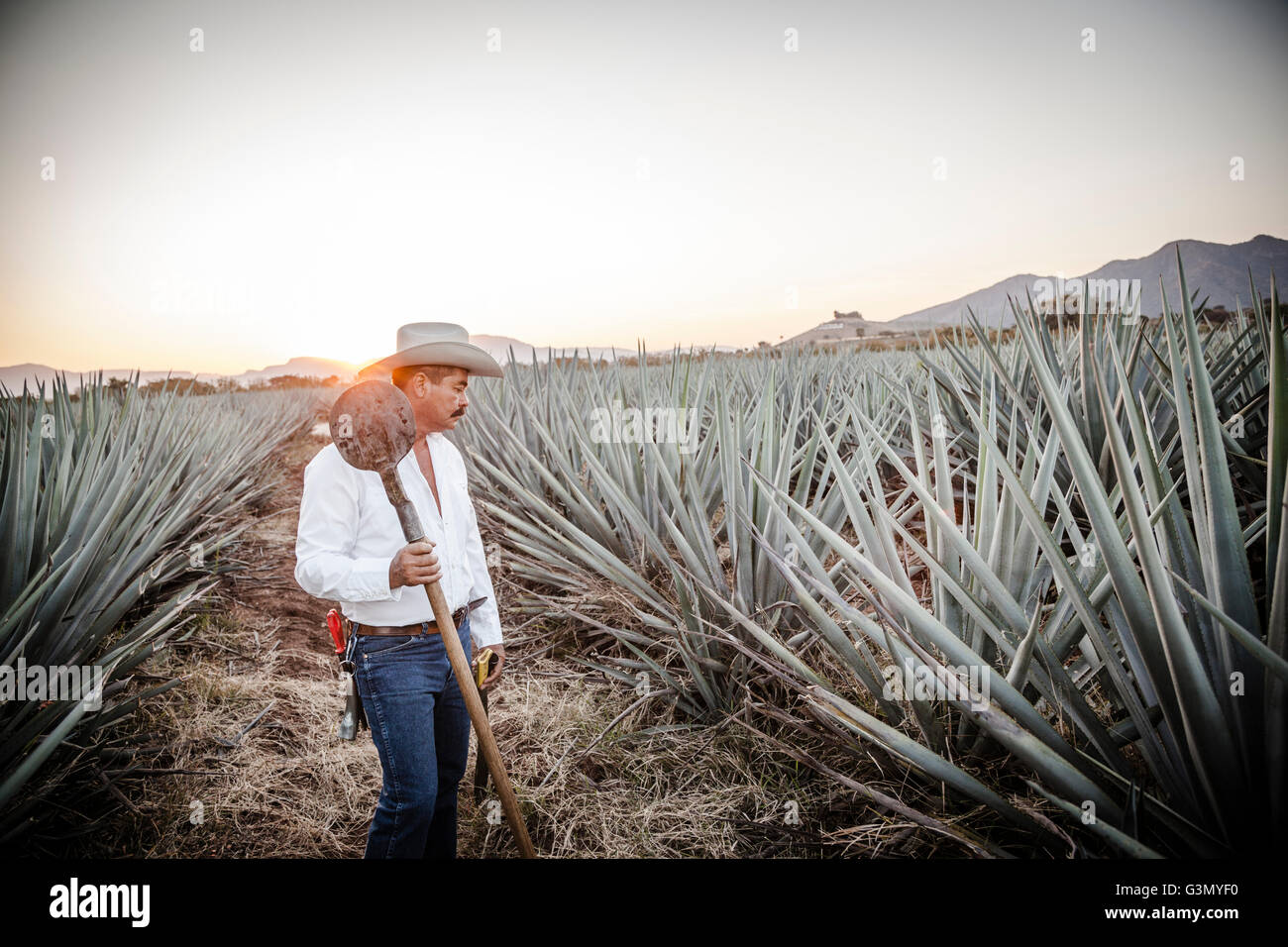 Farmer or Jimador, Ismael, preparing for harvest blue agave, Tequila ...