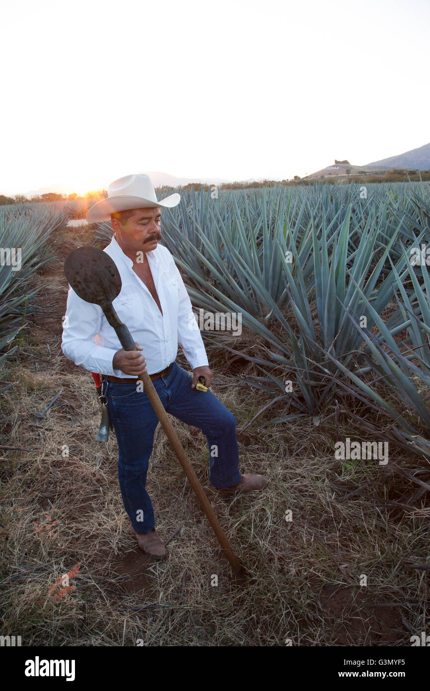 Farmer or Jimador, Ismael, preparing for harvest blue agave, Tequila ...