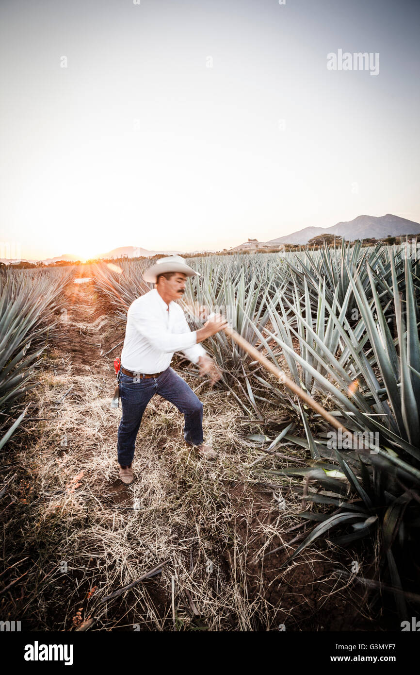 Farmer or Jimador, Ismael, preparing for harvest blue agave, Tequila ...