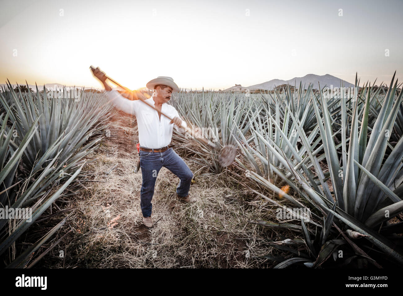 Farmer or Jimador, Ismael, preparing for harvest blue agave, Tequila ...