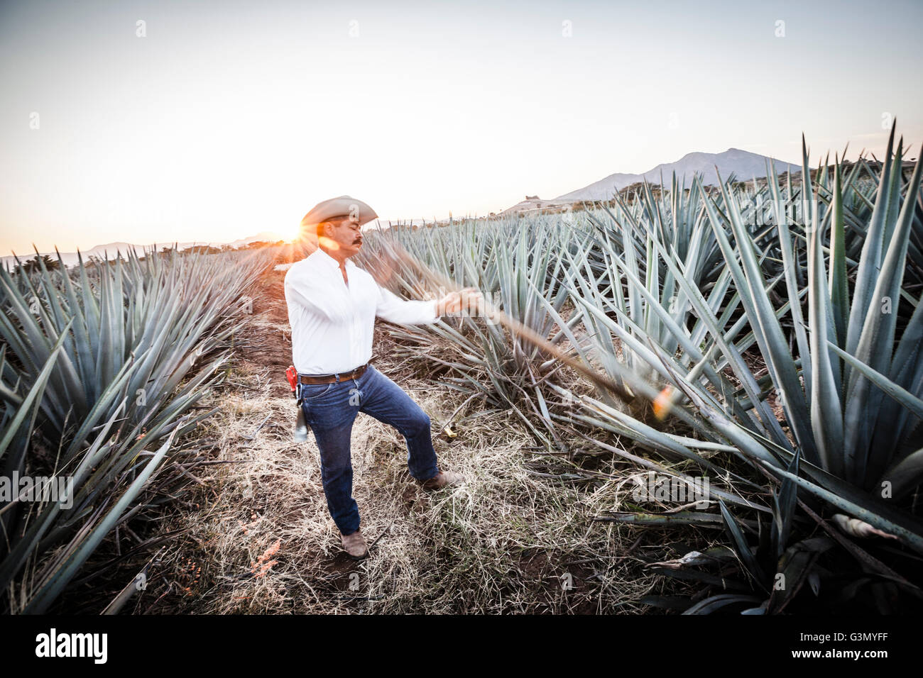 Farmer or Jimador, Ismael, preparing for harvest blue agave, Tequila ...