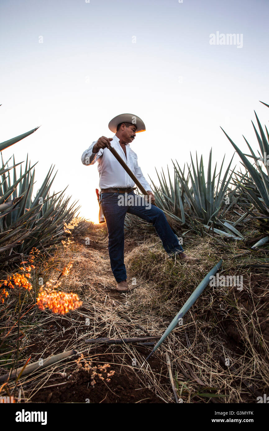 Farmer or Jimador, Ismael, preparing for harvest blue agave, Tequila ...