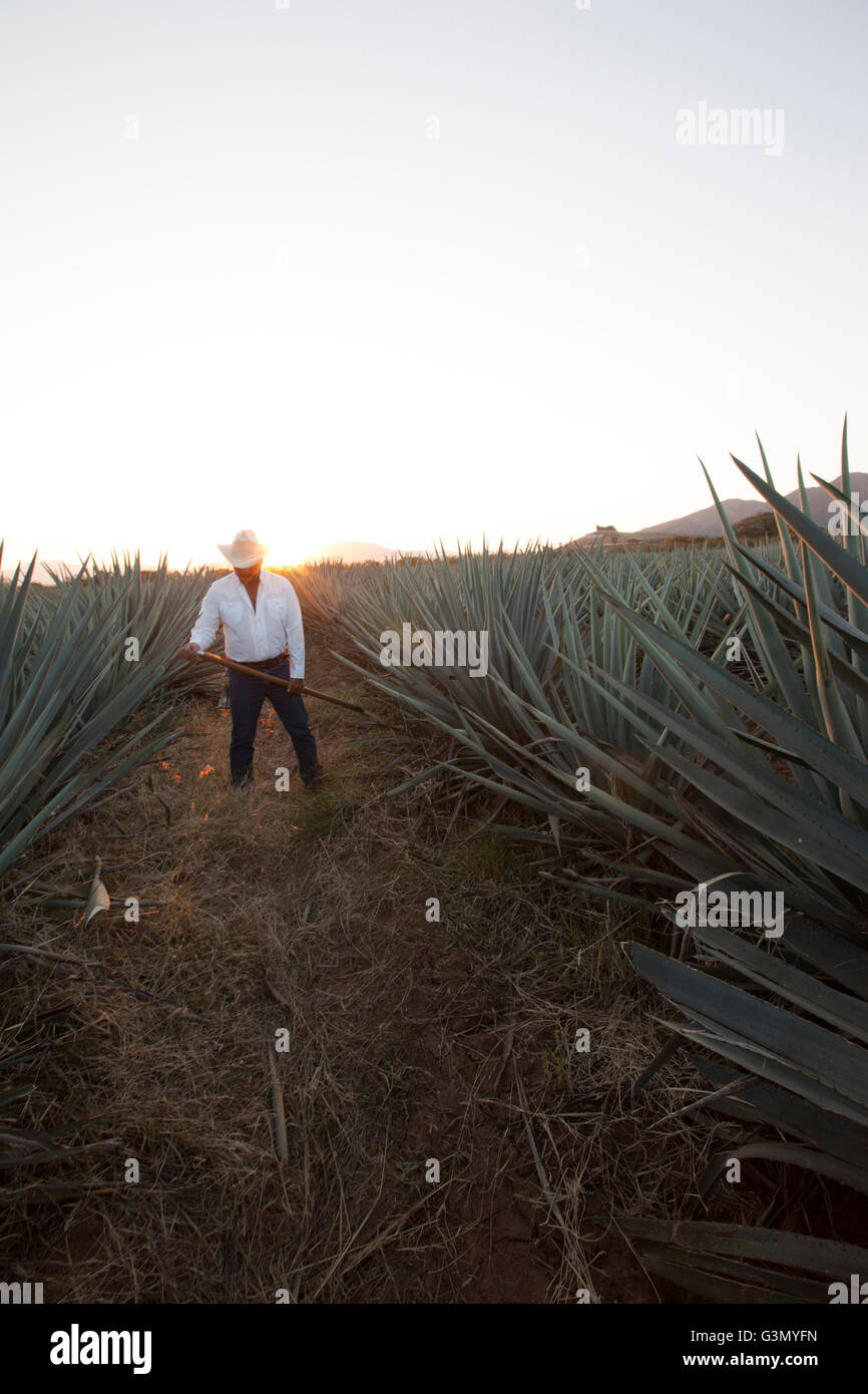 Farmer or Jimador, Ismael, preparing for harvest blue agave, Tequila ...