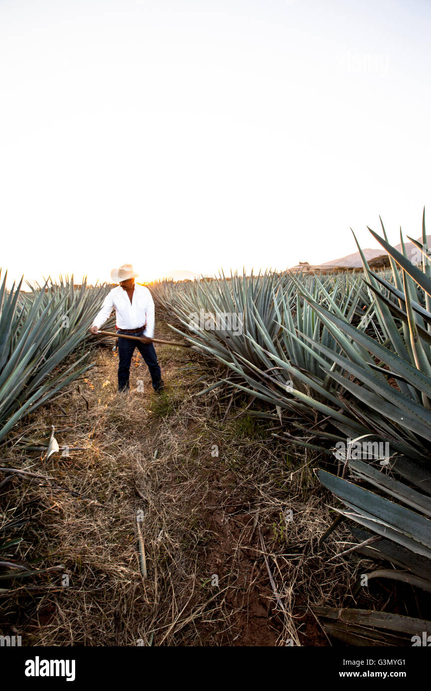 Farmer or Jimador, Ismael, preparing for harvest blue agave, Tequila ...