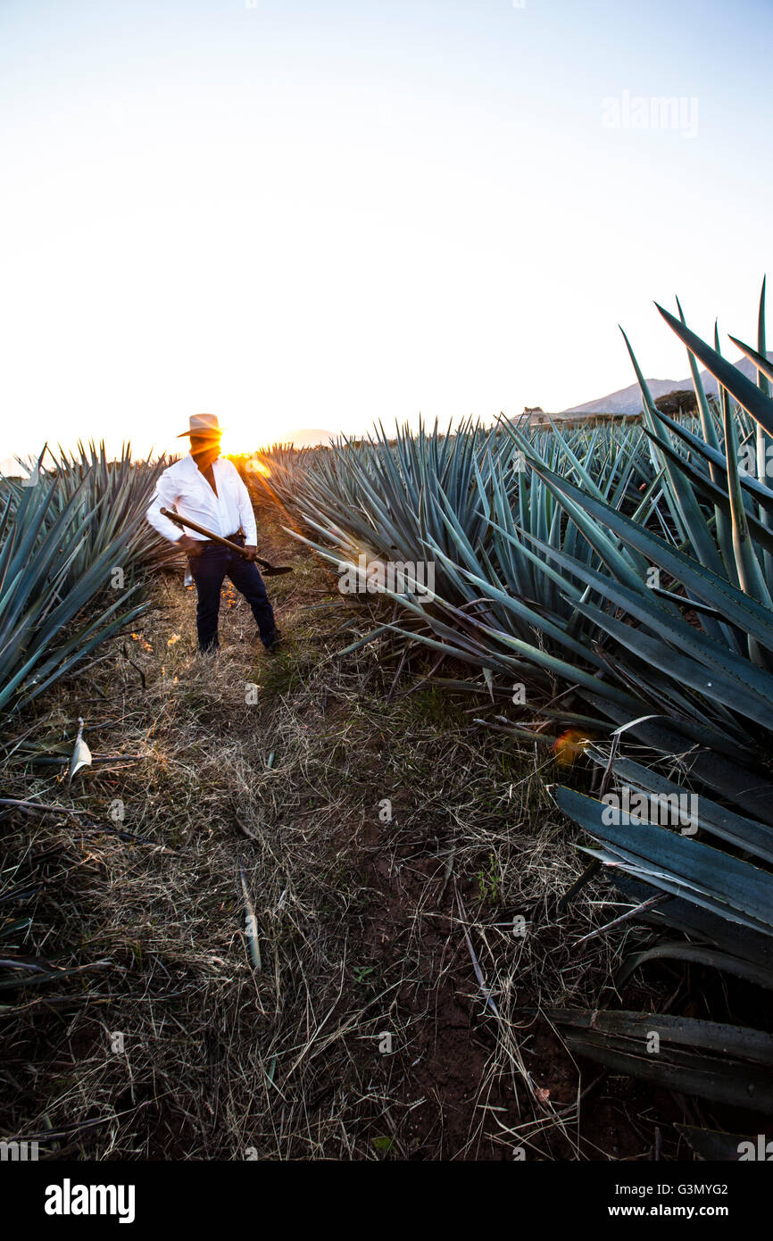 Farmer or Jimador, Ismael, preparing for harvest blue agave, Tequila ...
