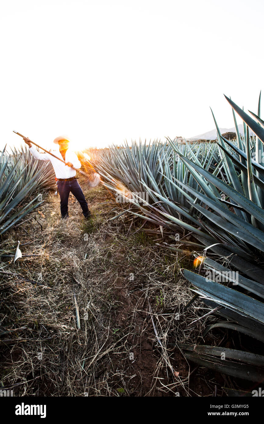 Farmer or Jimador, Ismael, preparing for harvest blue agave, Tequila ...