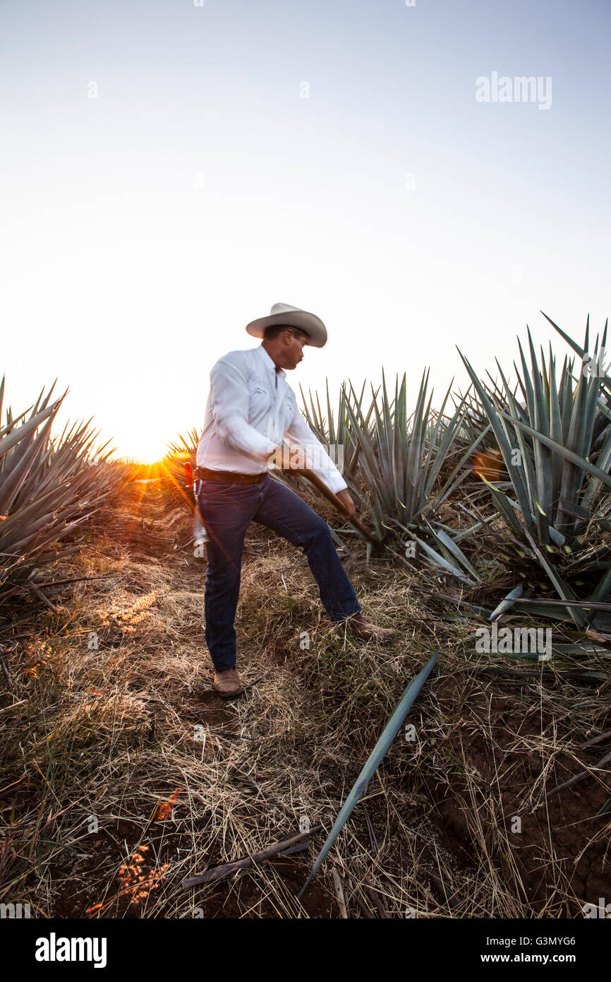 Farmer or Jimador, Ismael, preparing for harvest blue agave, Tequila ...