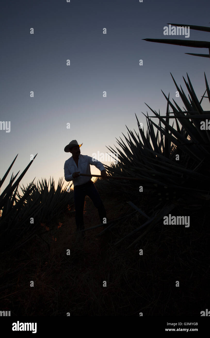 Farmer or Jimador, Ismael, preparing for harvest blue agave, Tequila ...