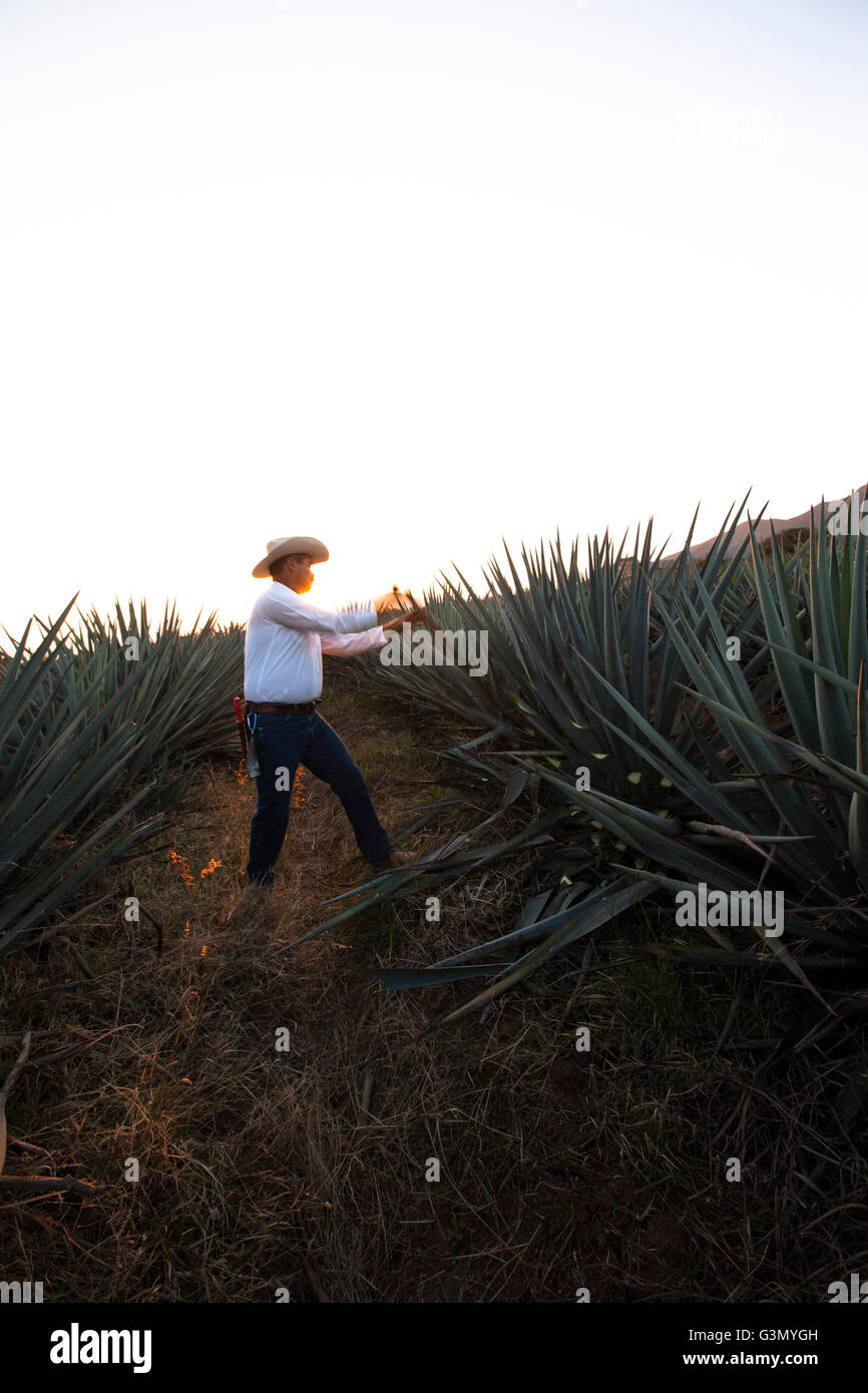 Farmer or Jimador, Ismael, preparing for harvest blue agave, Tequila ...
