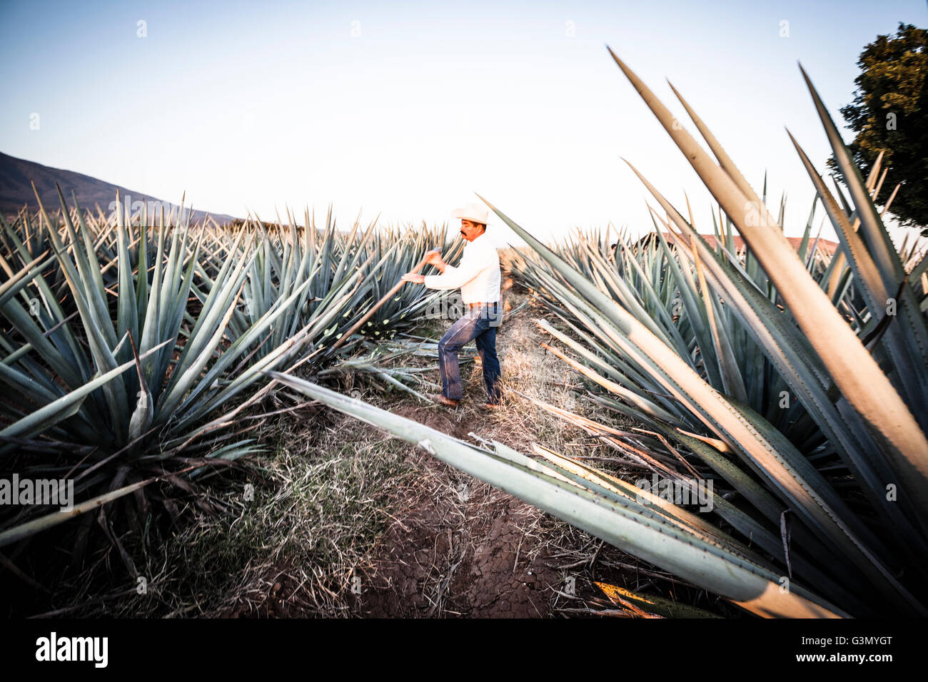 Farmer or Jimador, Ismael, preparing for harvest blue agave, Tequila ...