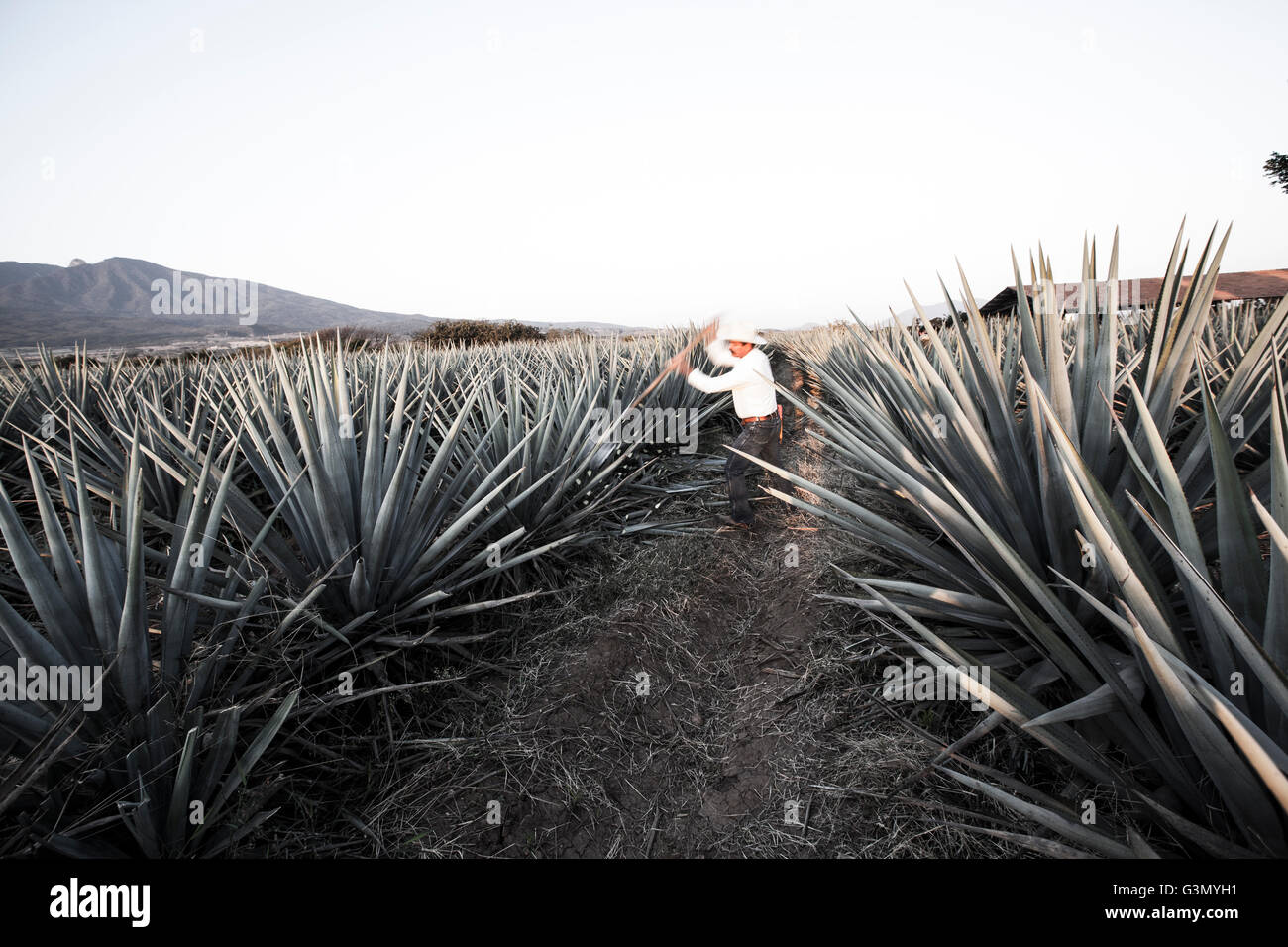 Farmer or Jimador, Ismael, preparing for harvest blue agave, Tequila ...