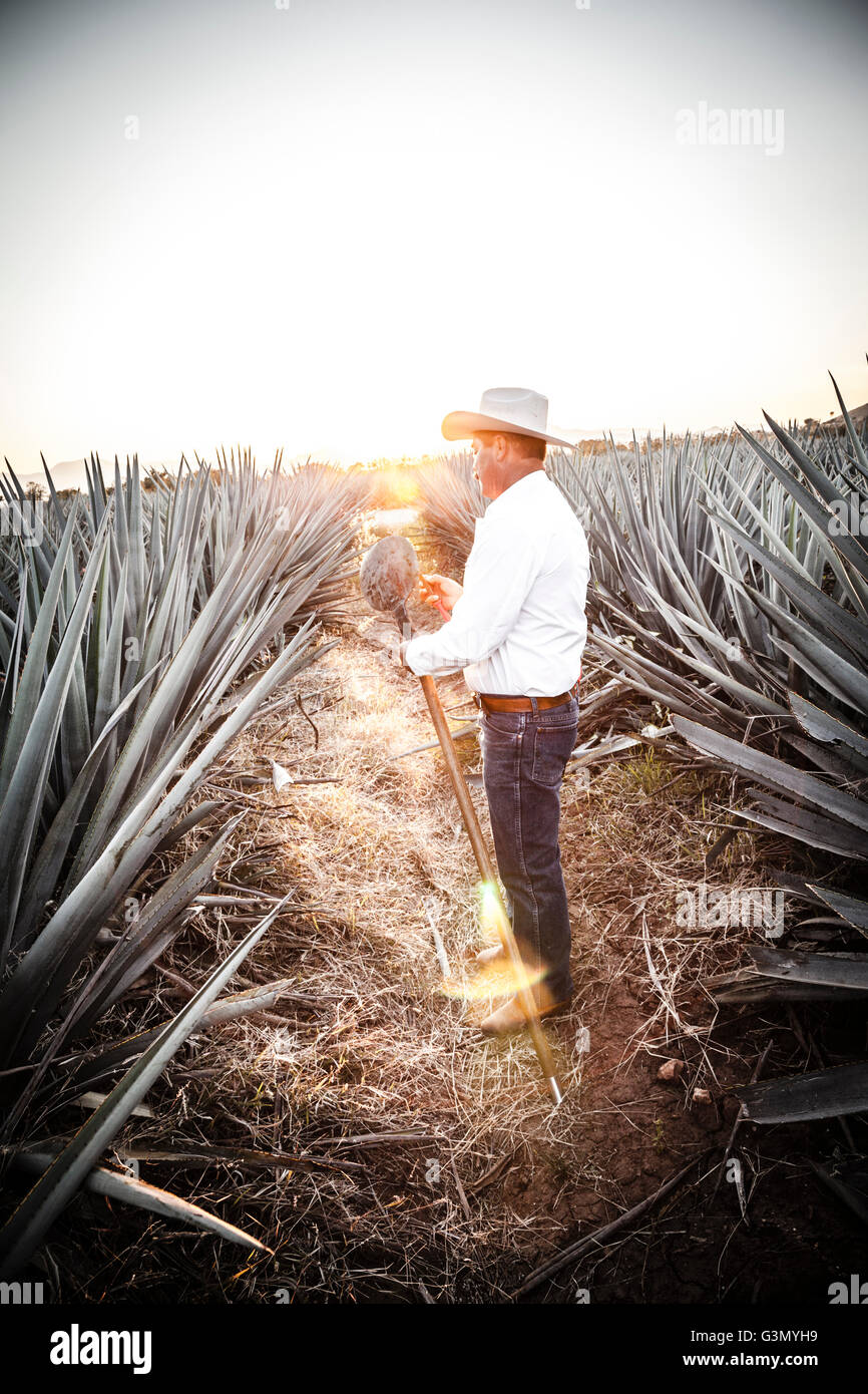 Farmer or Jimador, Ismael, preparing for harvest blue agave, Tequila ...