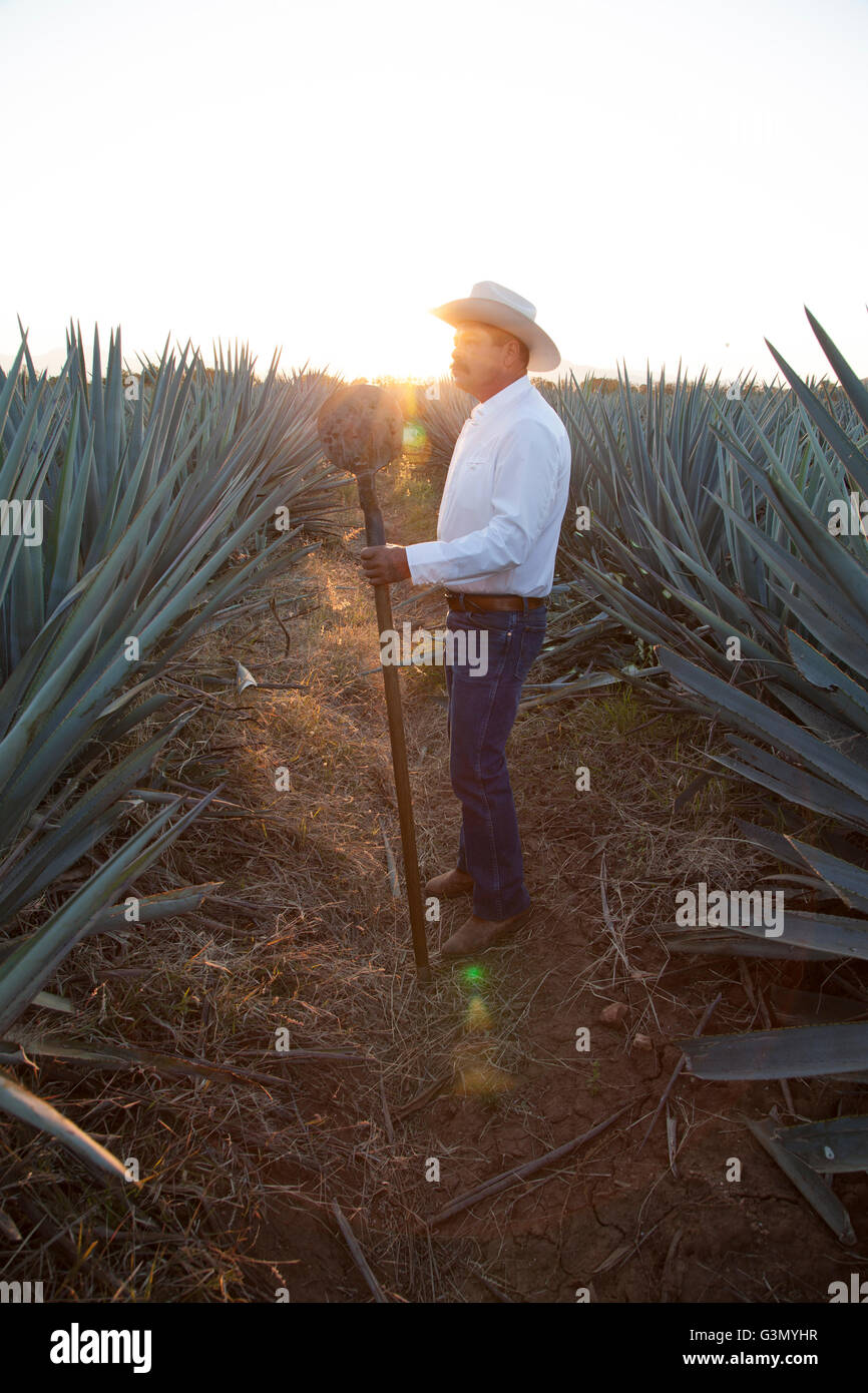 Farmer or Jimador, Ismael, preparing for harvest blue agave, Tequila ...