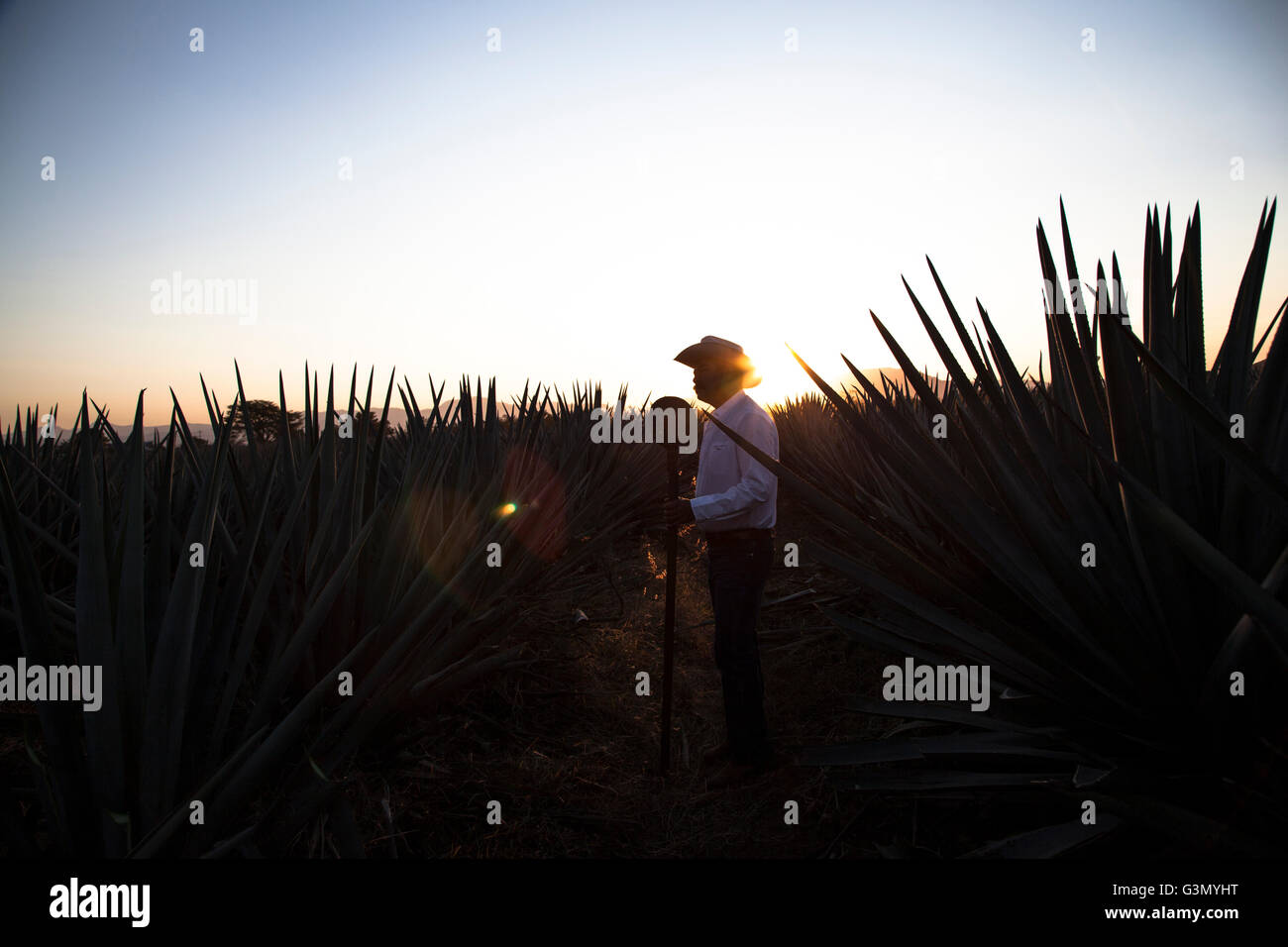 Farmer or Jimador, Ismael, preparing for harvest blue agave, Tequila ...