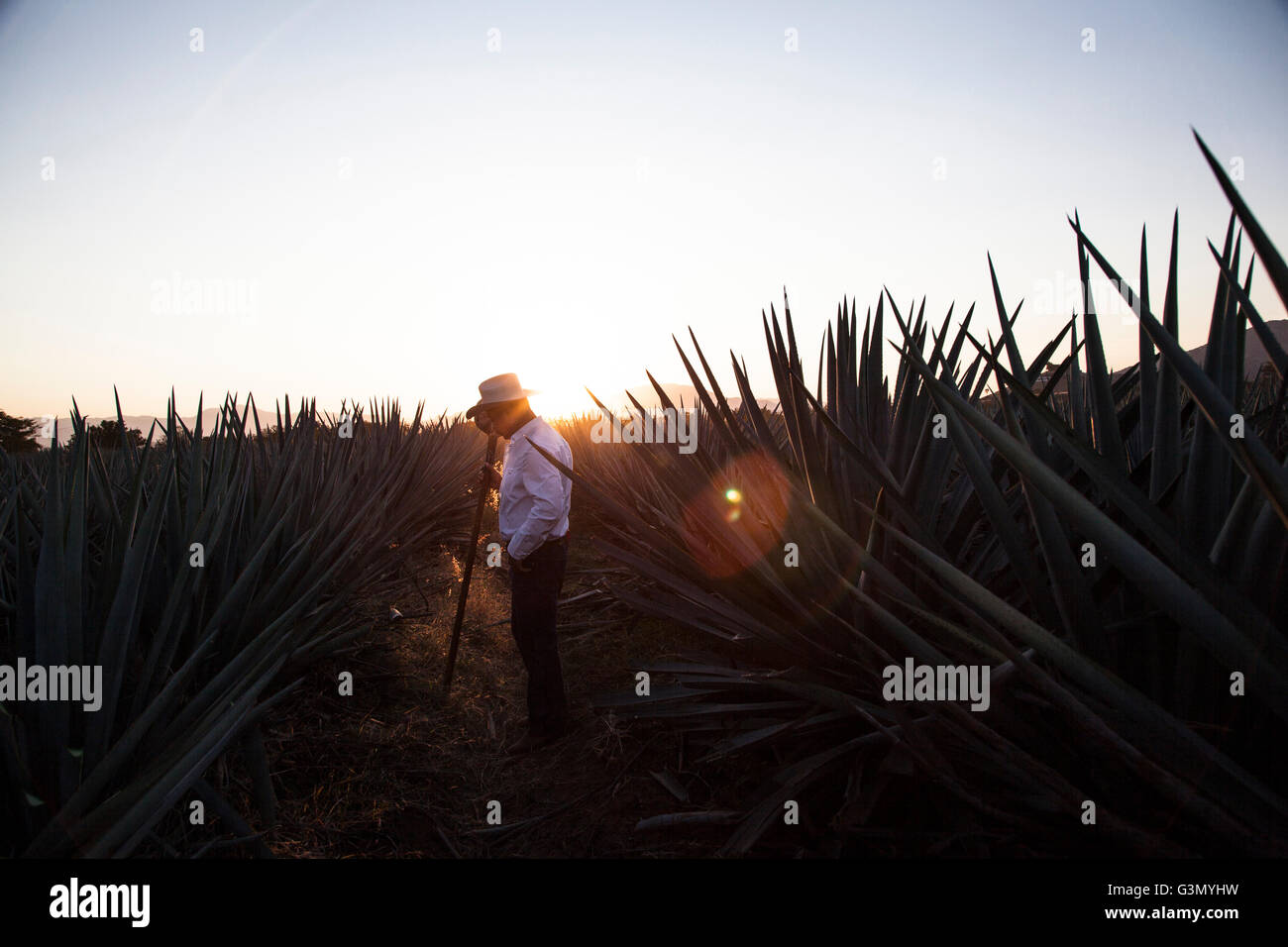 Farmer or Jimador, Ismael, preparing for harvest blue agave, Tequila ...