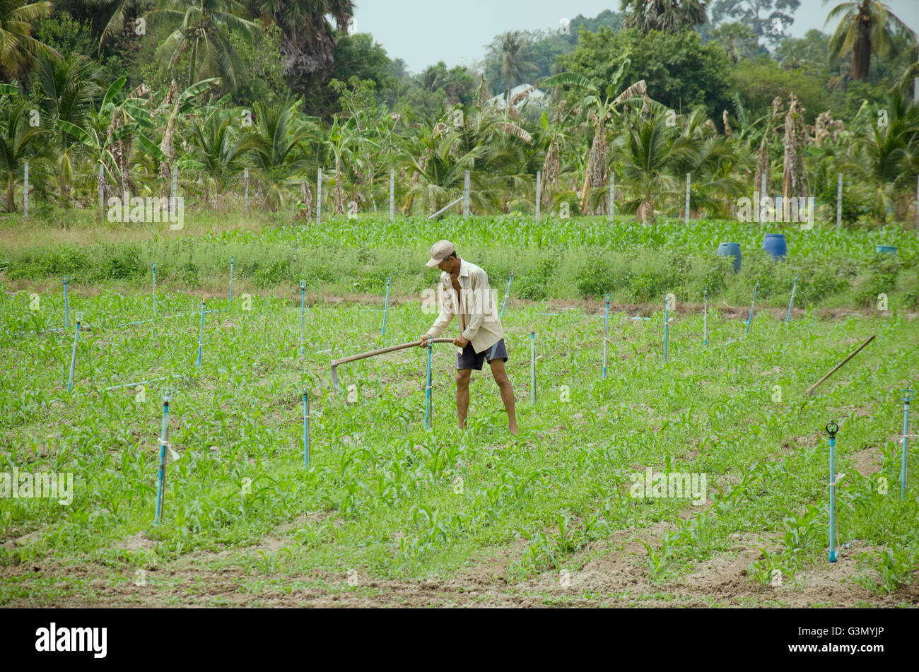 Old man 60 year old use hoe digging land for plantation at garden in ...