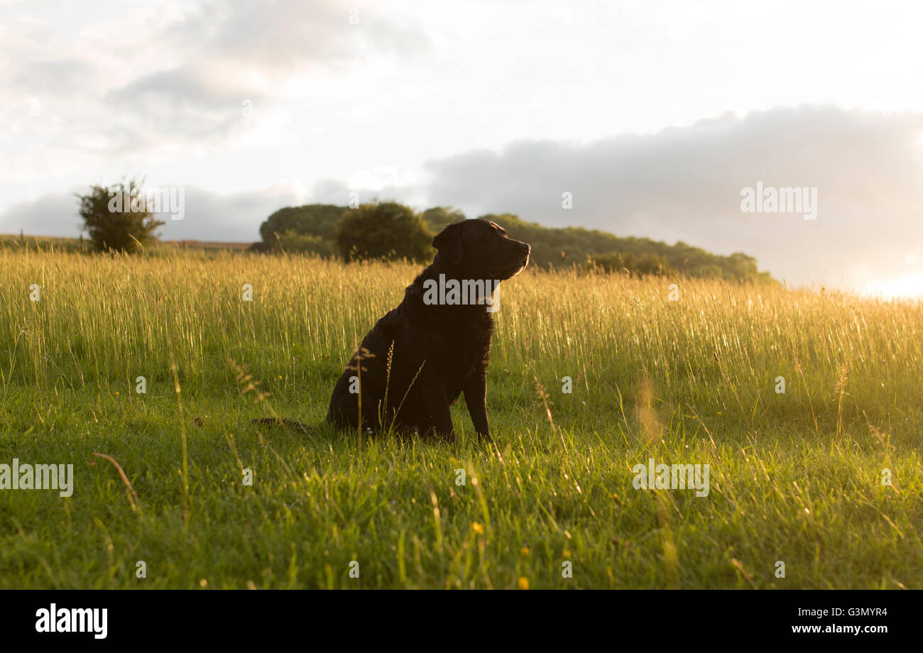 Black Labrador retriever at sunset Stock Photo - Alamy