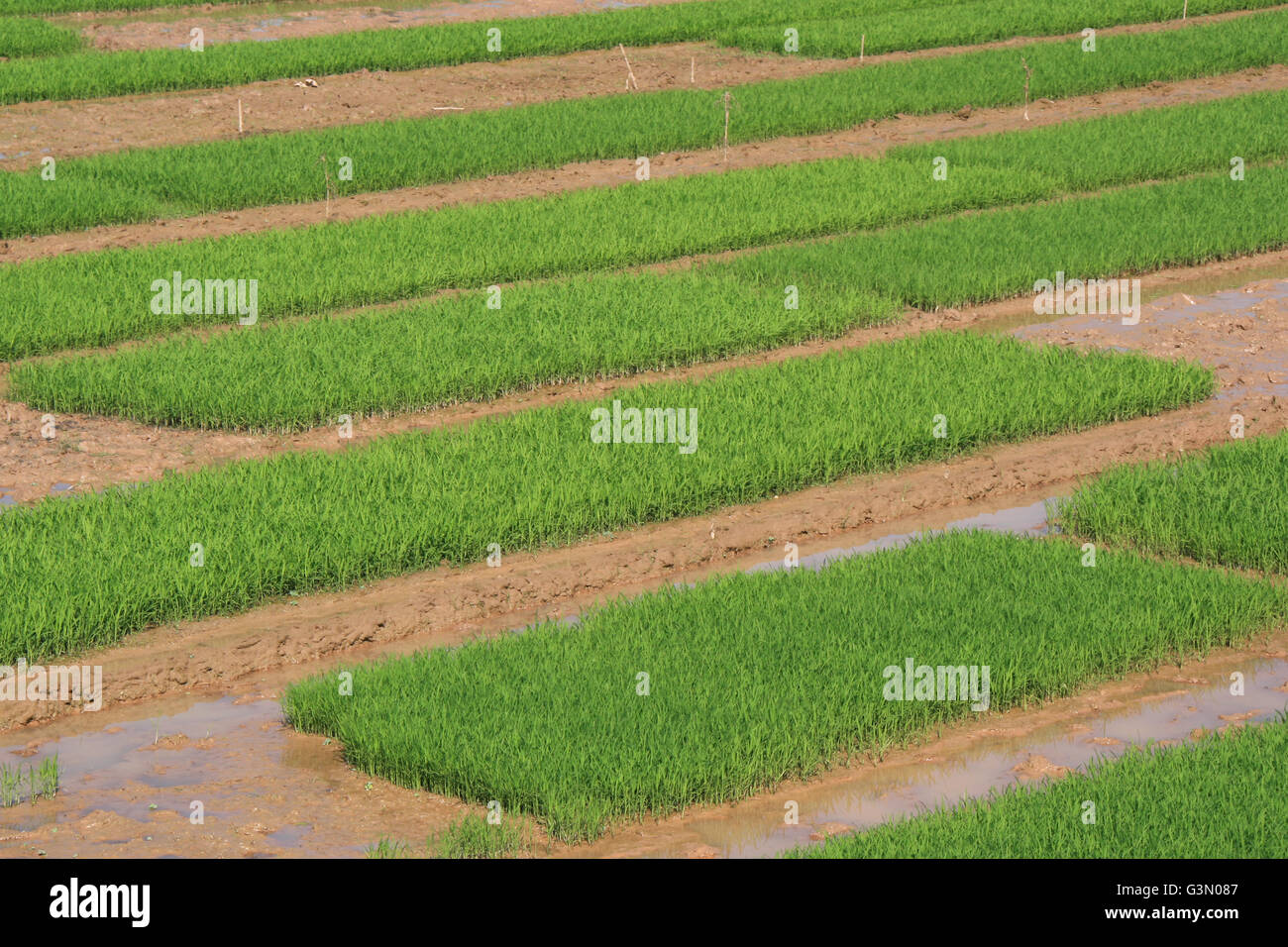 Rice fields in North Vietnam Stock Photo - Alamy