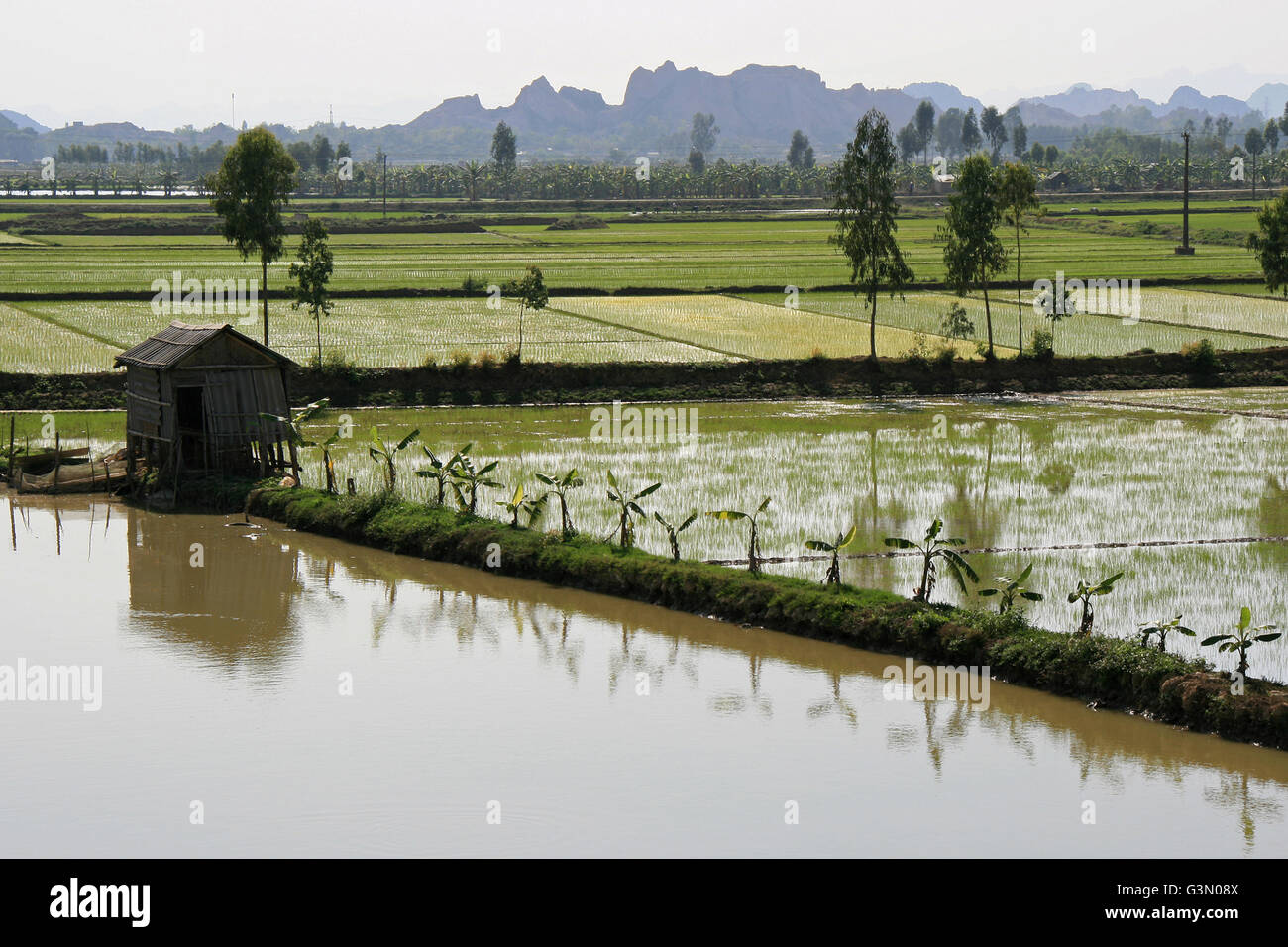 Vietnam riz hi-res stock photography and images - Alamy