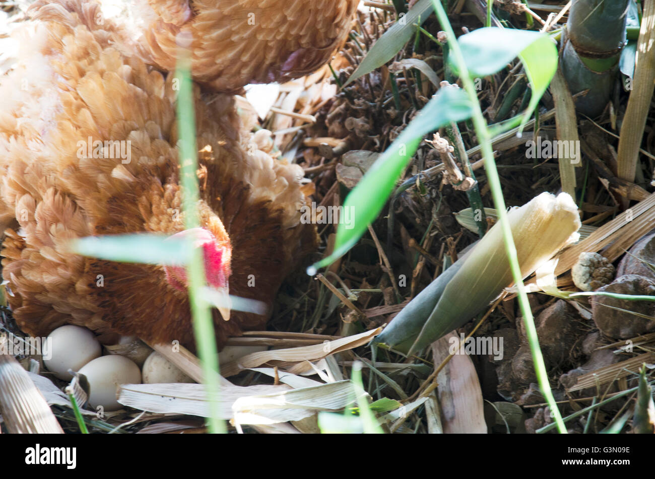 Hen's trying to hatching in forest Stock Photo - Alamy
