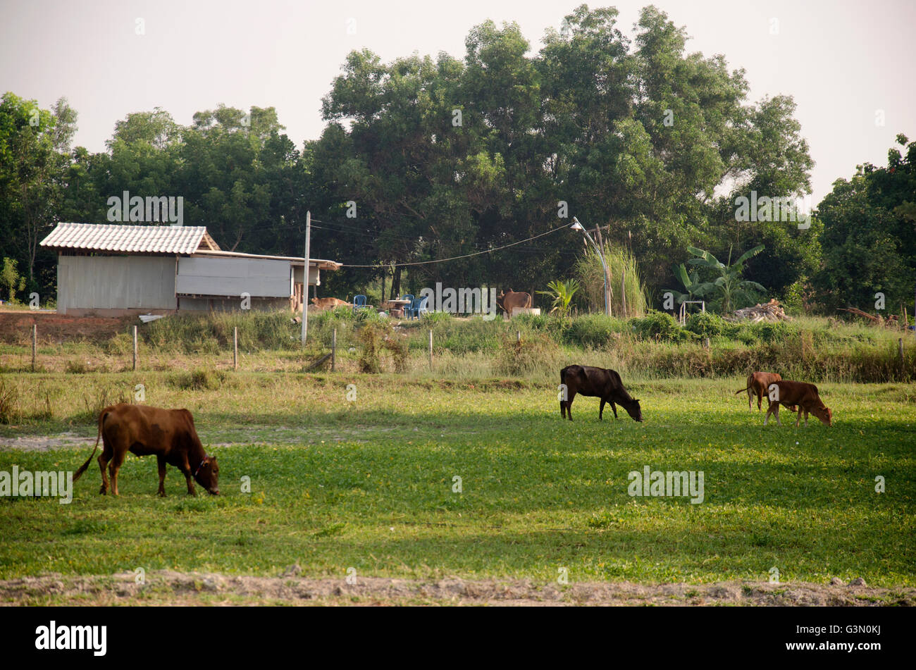 Cows eating grass in garden of Agricultural Cow Farm at countryside of ...