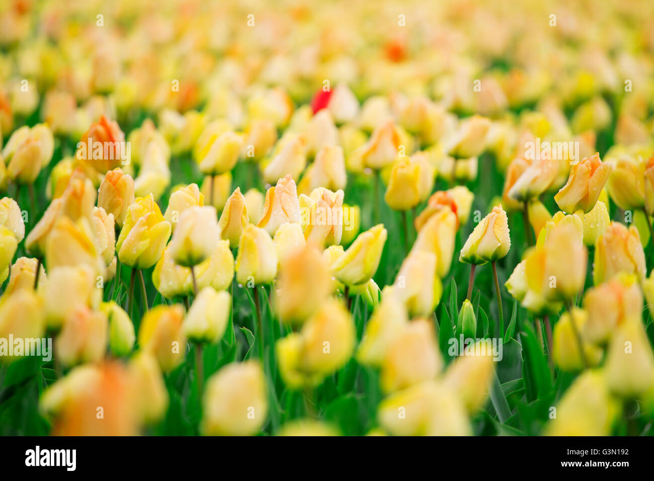 Rows of yellow tulips in Dutch countryside Stock Photo - Alamy
