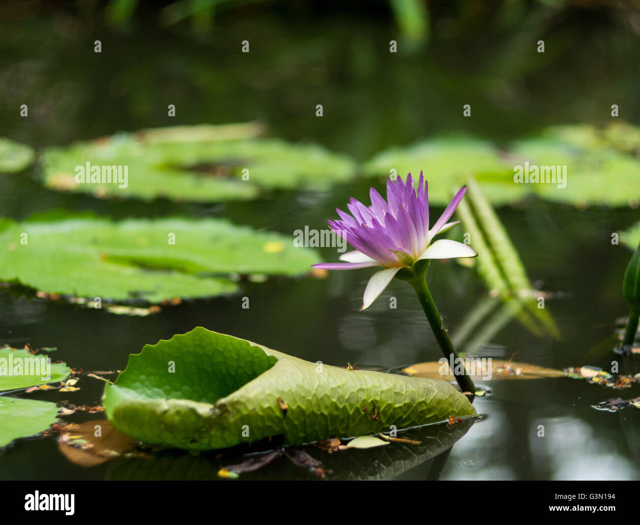 Pink lotus in swamp nature hi-res stock photography and images - Alamy