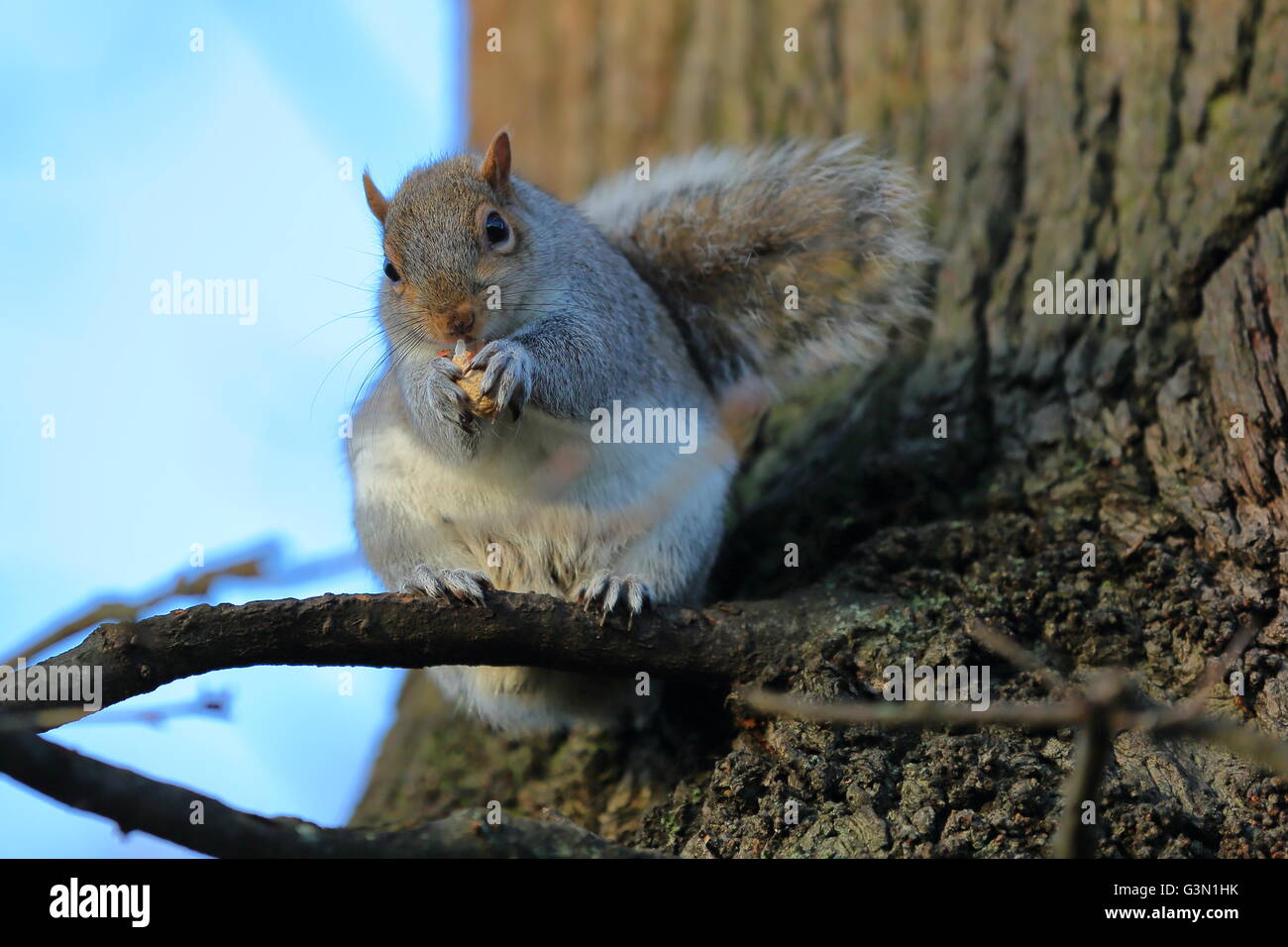 A cute Grey Squirrel in London, Great Britain Stock Photo - Alamy