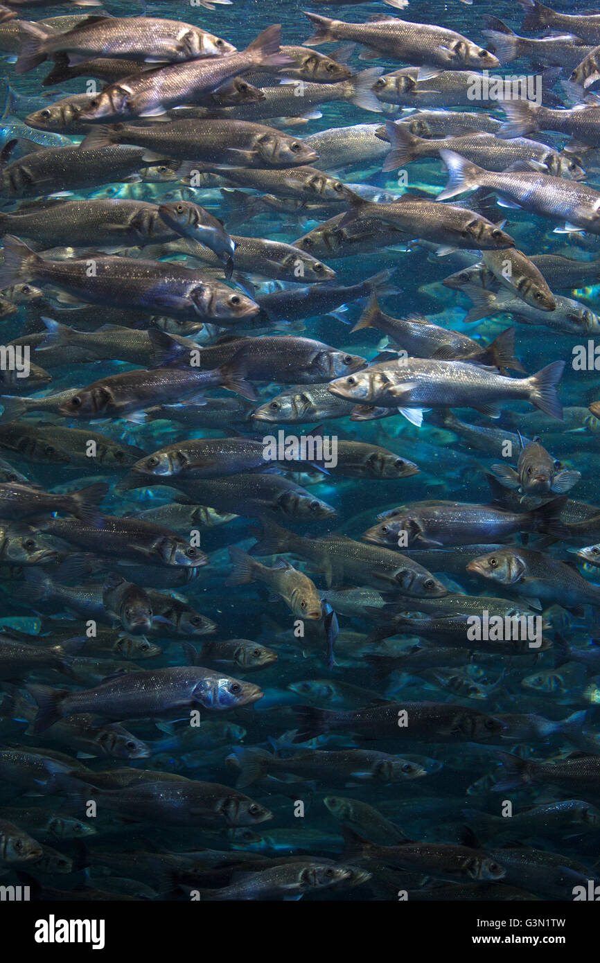 Fish school shoal in blue ocean underwater (Barracudas Stock Photo - Alamy