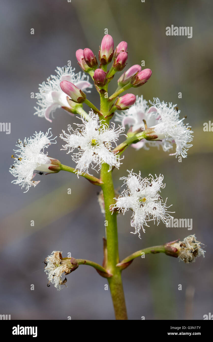 Bogbean (Menyanthes trifoliata ) in flower Stock Photo - Alamy