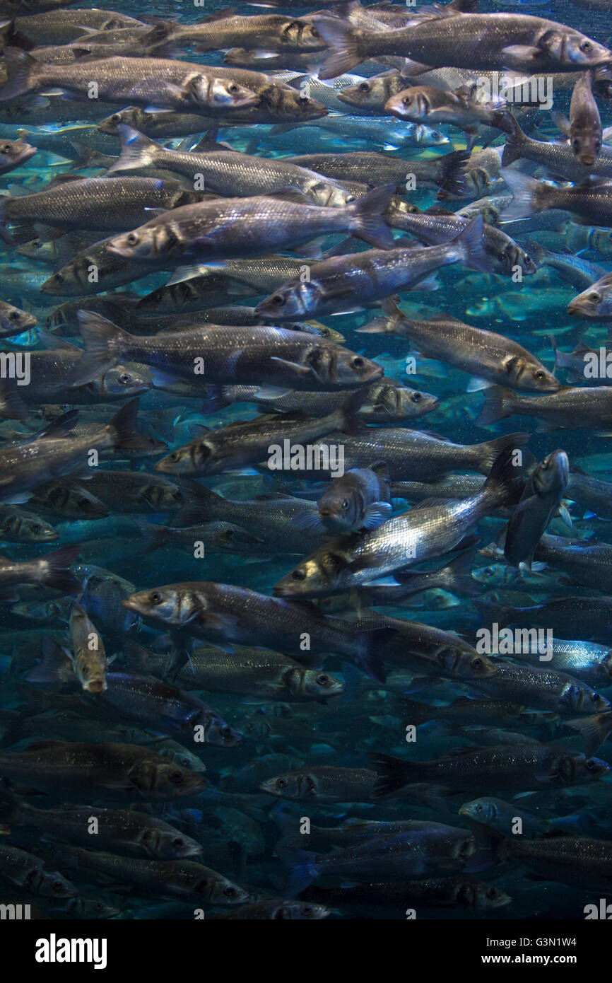Fish school shoal in blue ocean underwater (Barracudas Stock Photo - Alamy