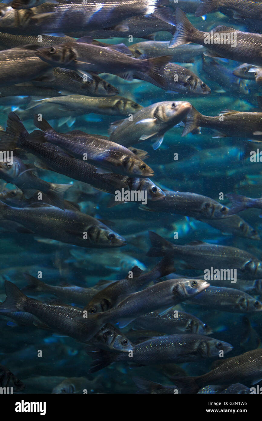 Fish school shoal in blue ocean underwater (Barracudas Stock Photo - Alamy