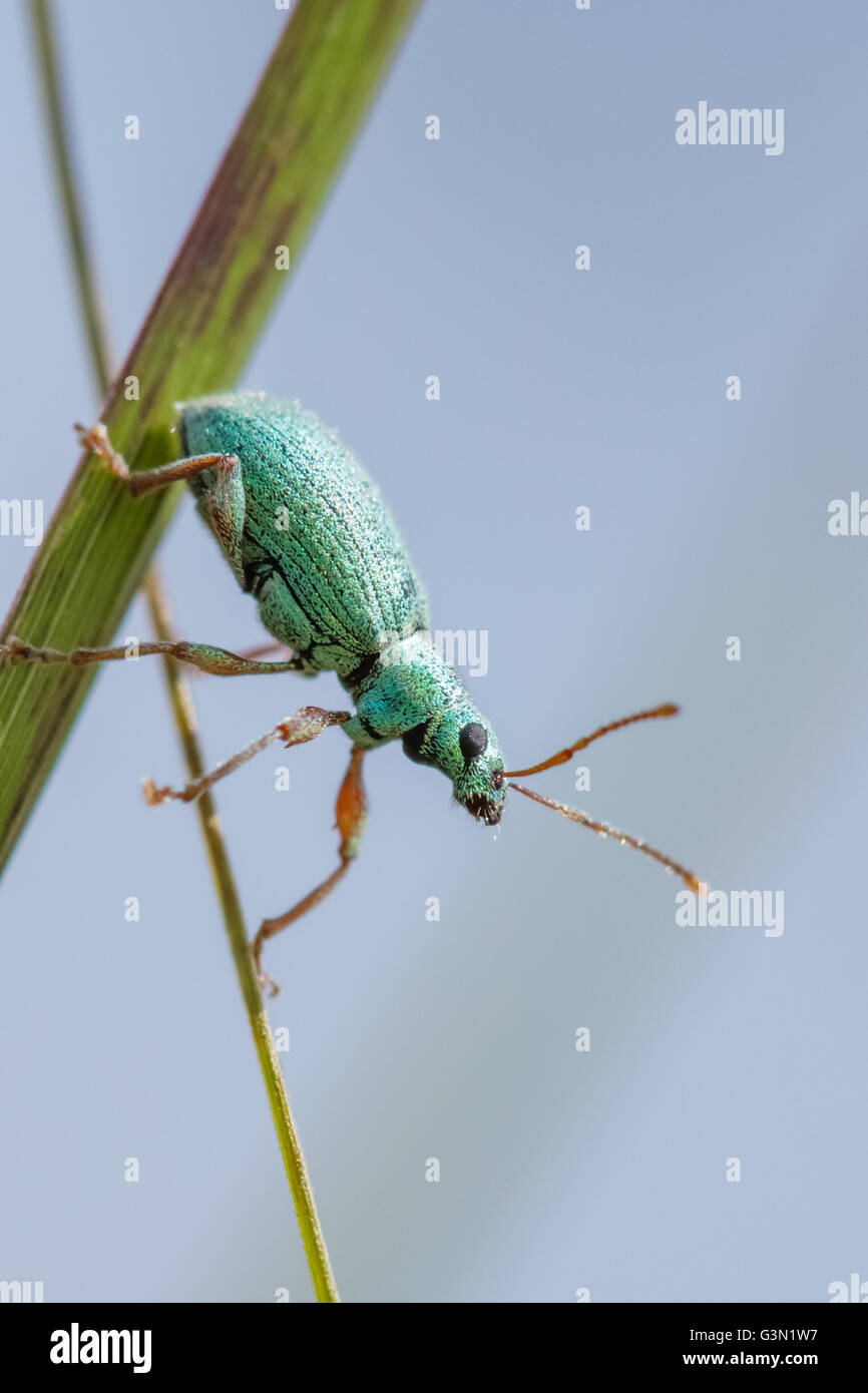 Green Weevil (Polydrusus formosus) on a reed stem Stock Photo - Alamy