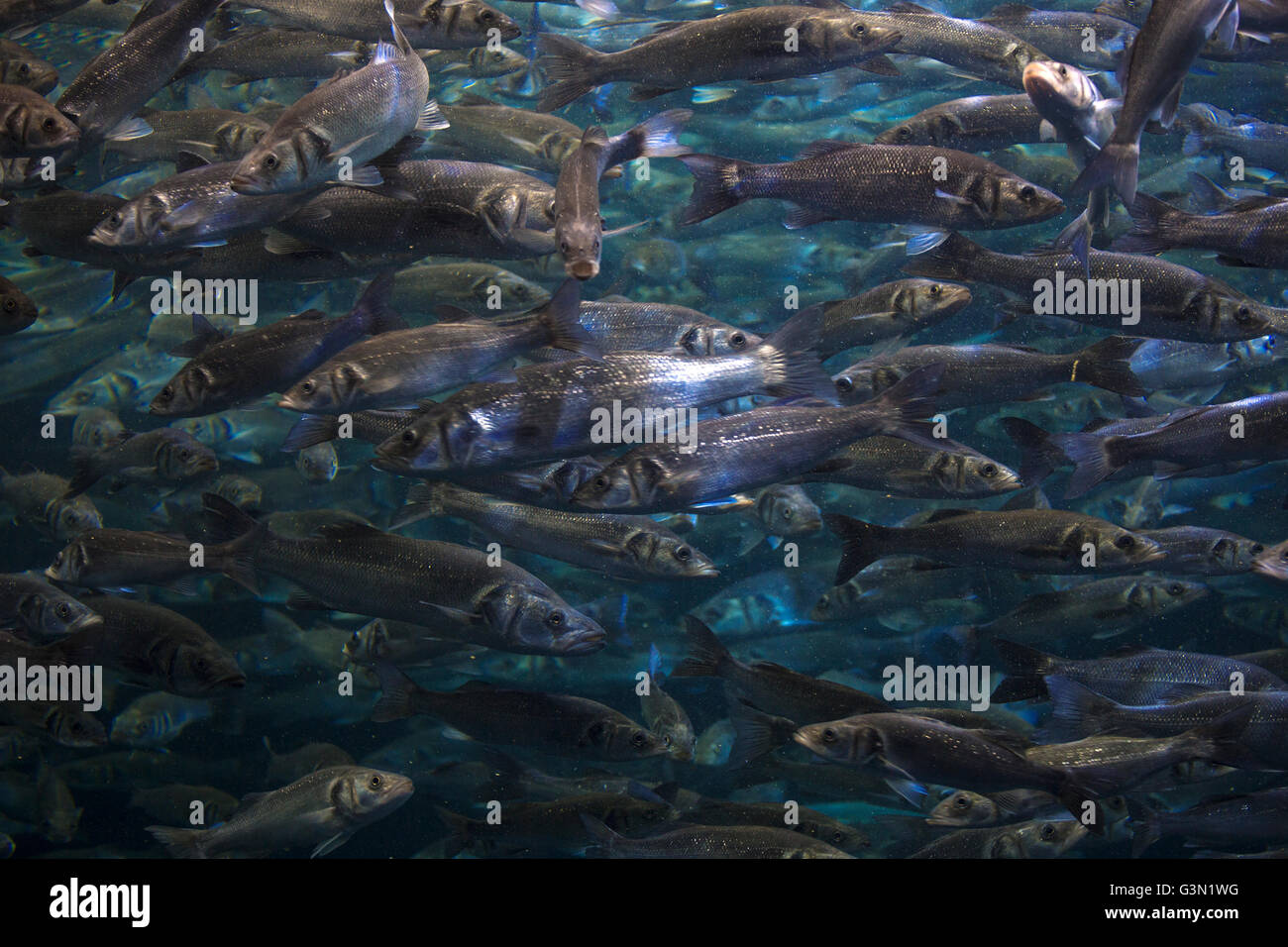 Fish school shoal in blue ocean underwater (Barracudas Stock Photo - Alamy