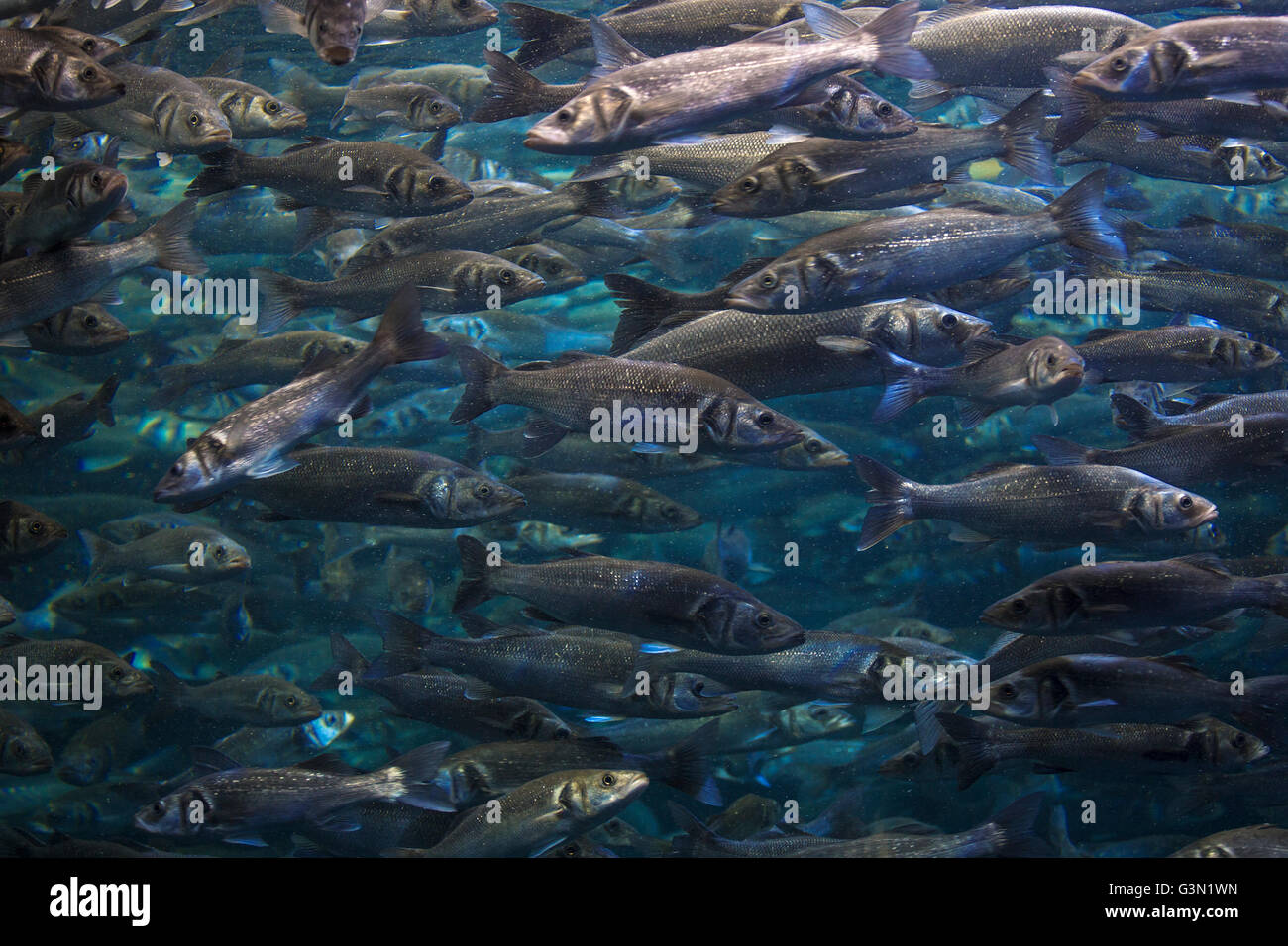 Fish school shoal in blue ocean underwater (Barracudas Stock Photo - Alamy