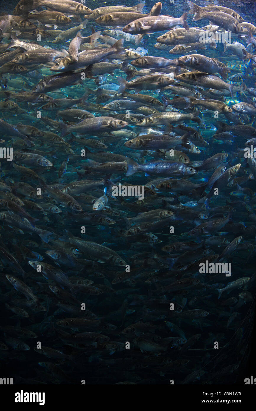 Fish school shoal in blue ocean underwater (Barracudas Stock Photo - Alamy