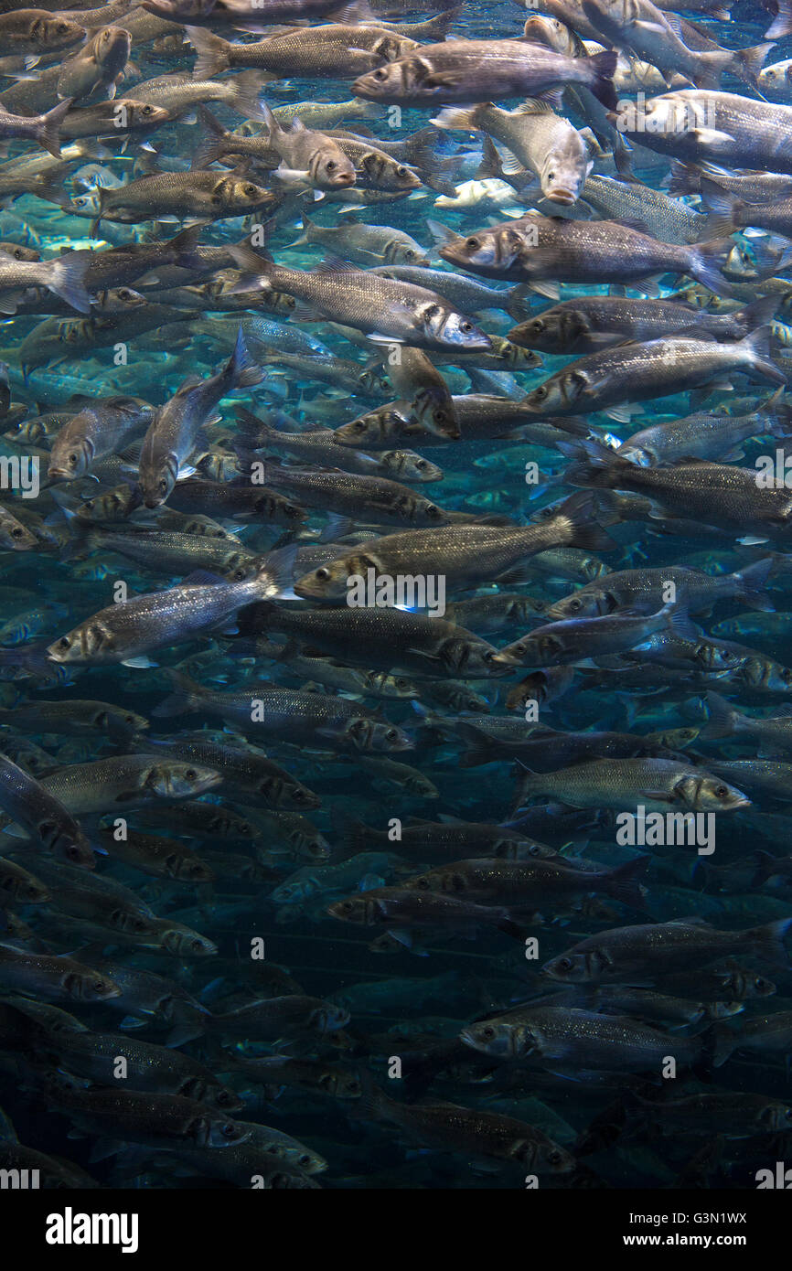 Fish school shoal in blue ocean underwater (Barracudas Stock Photo - Alamy