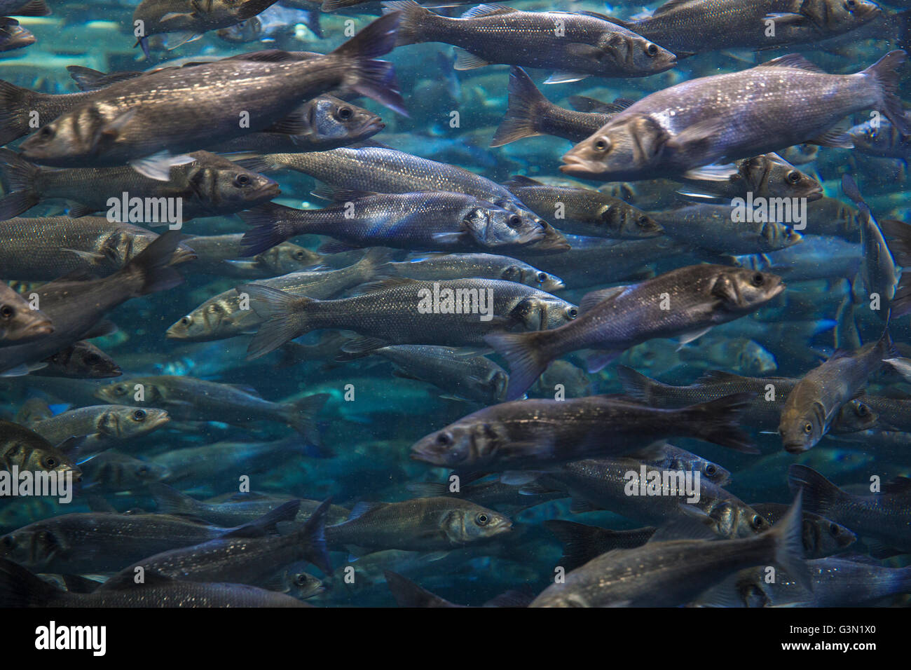 Fish school shoal in blue ocean underwater (Barracudas Stock Photo - Alamy