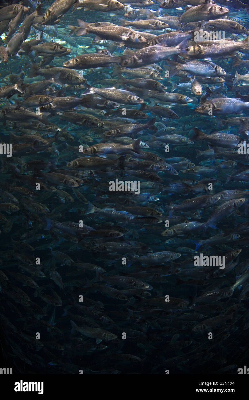 Fish school shoal in blue ocean underwater (Barracudas Stock Photo - Alamy