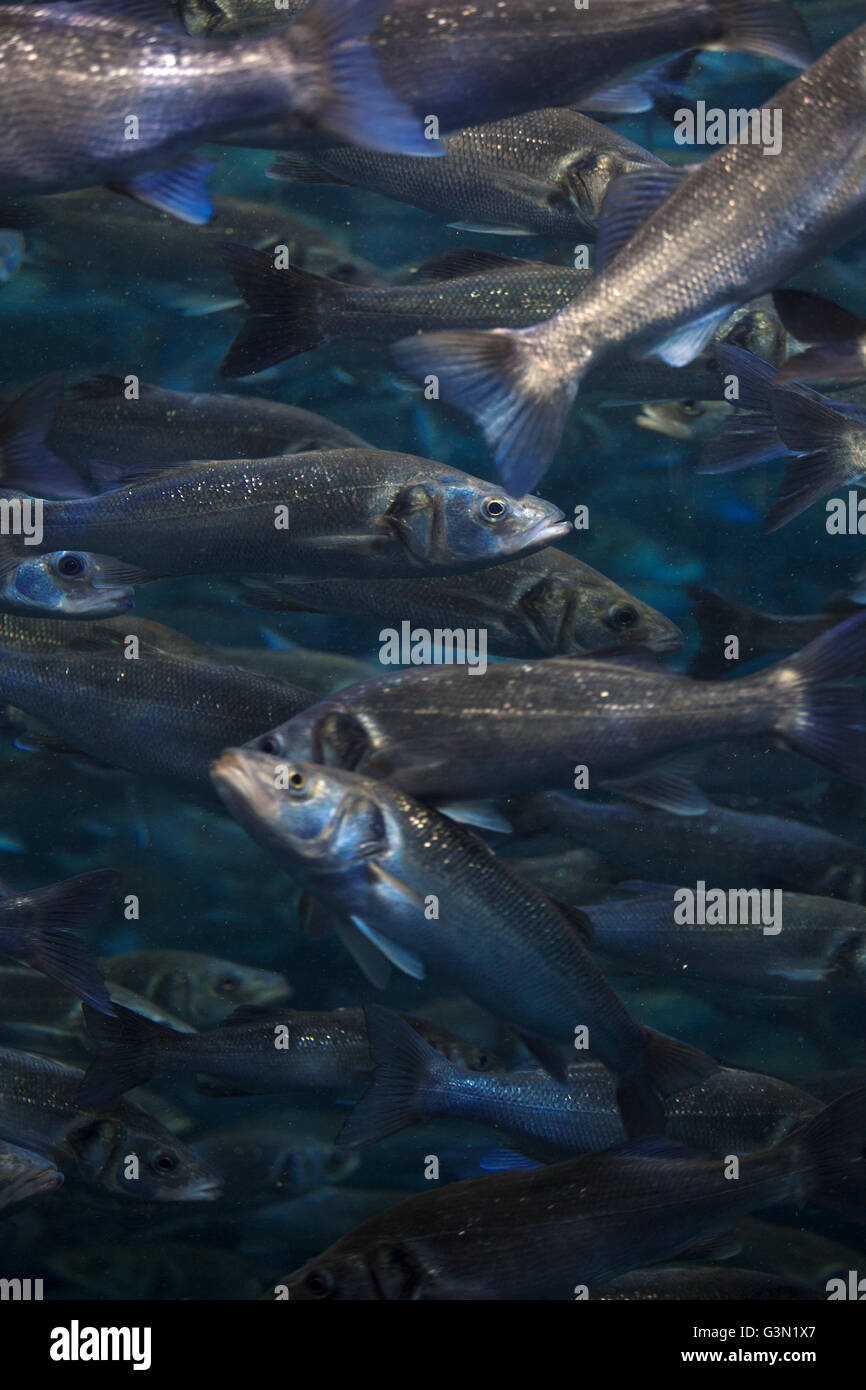 Fish school shoal in blue ocean underwater (Barracudas Stock Photo - Alamy