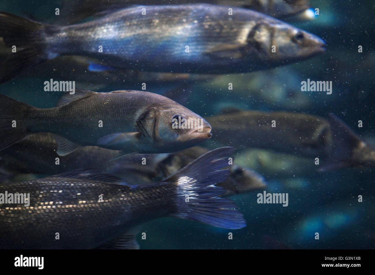 Fish school shoal in blue ocean underwater (Barracudas Stock Photo - Alamy