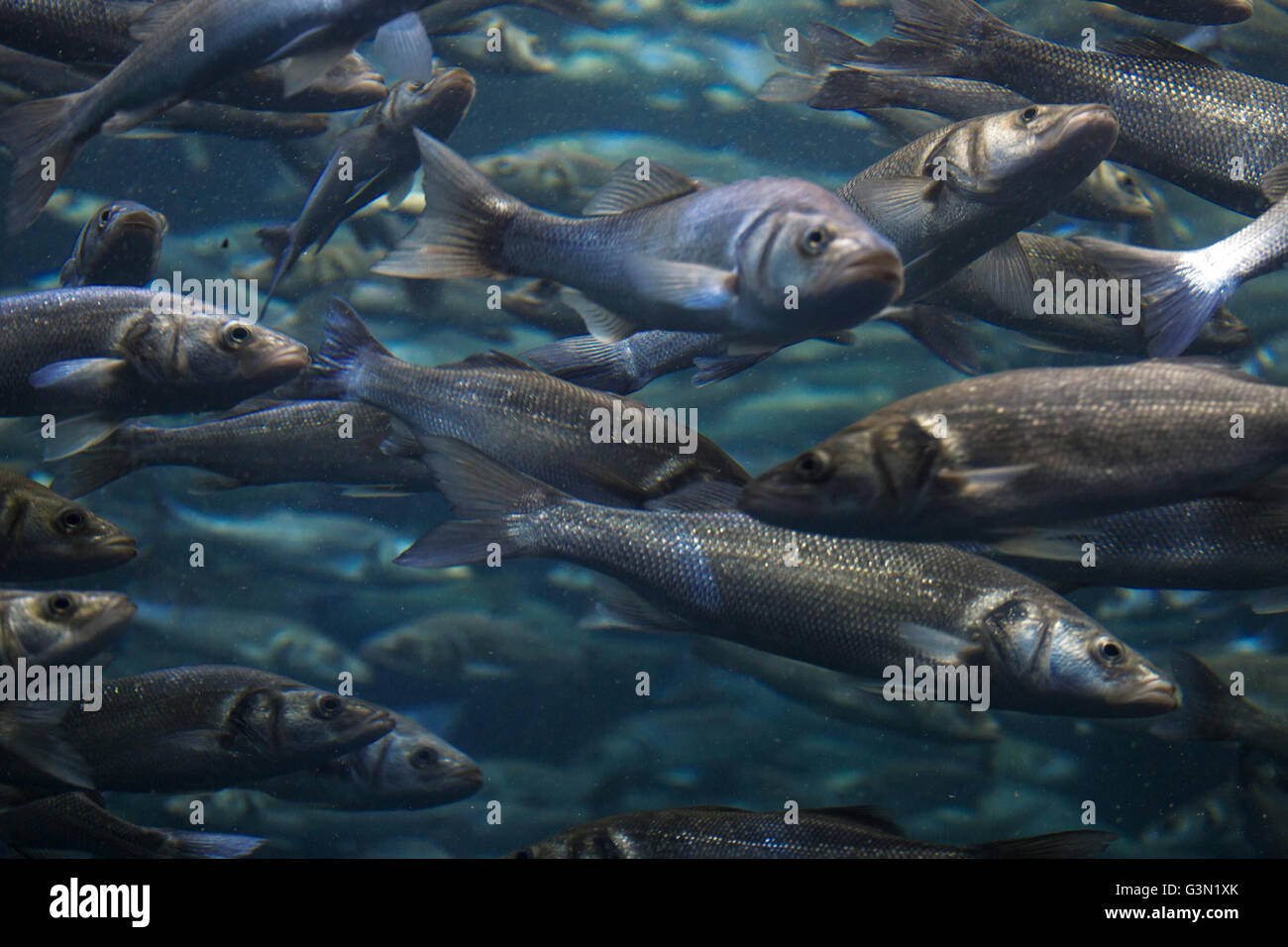 Fish school shoal in blue ocean underwater (Barracudas Stock Photo - Alamy