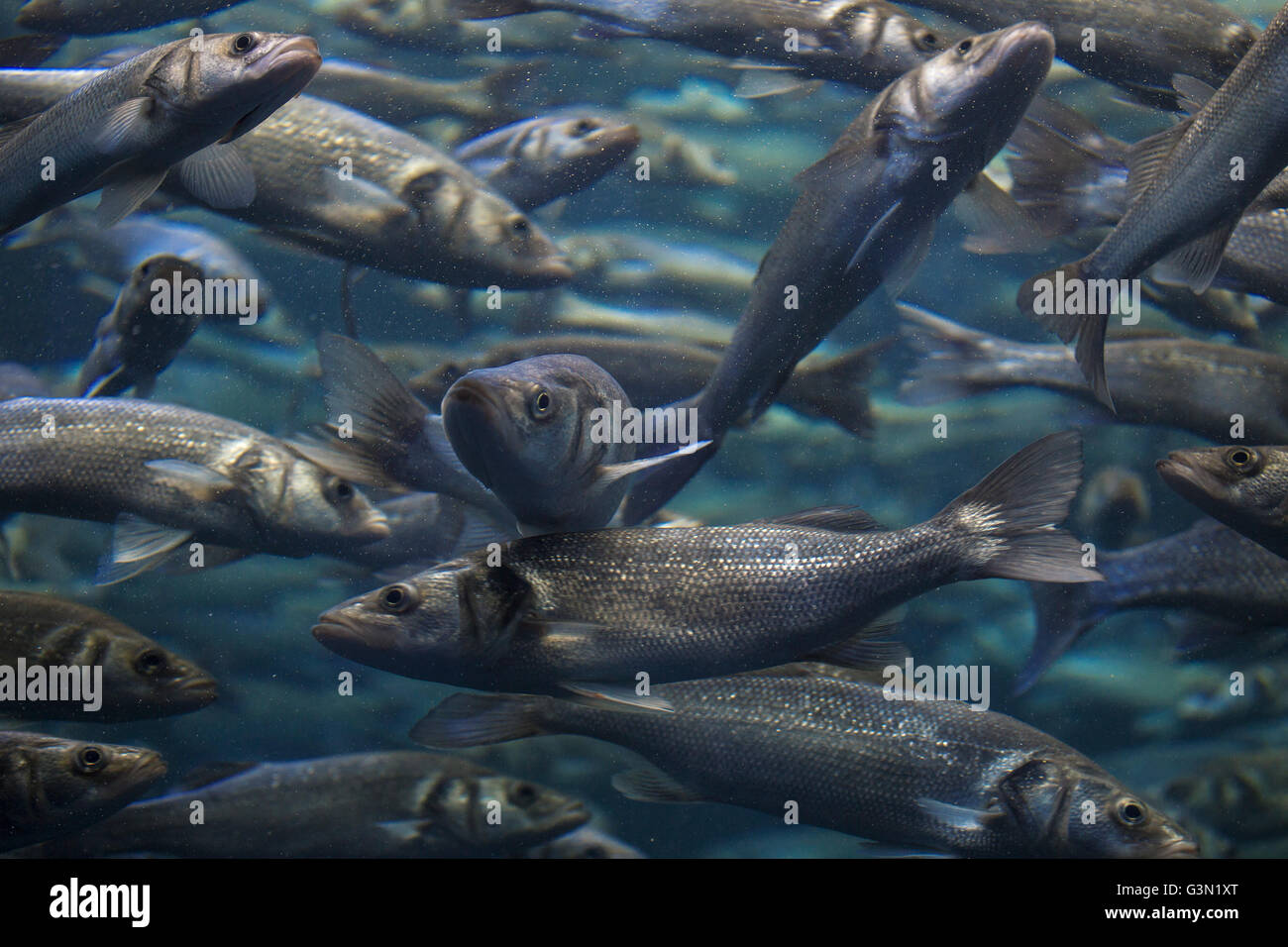 Fish school shoal in blue ocean underwater (Barracudas Stock Photo - Alamy