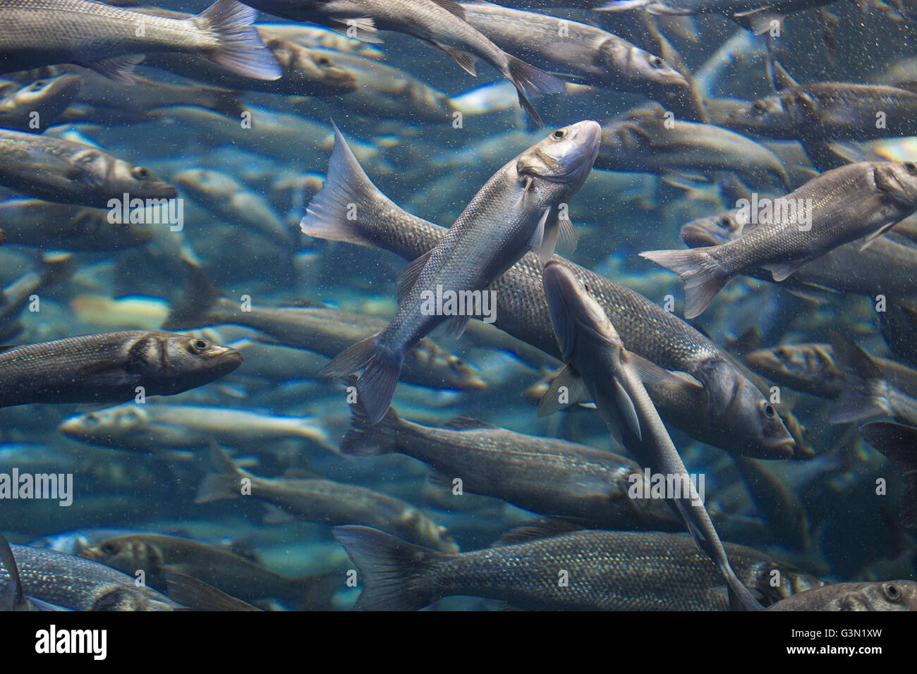 Fish school shoal in blue ocean underwater (Barracudas Stock Photo - Alamy