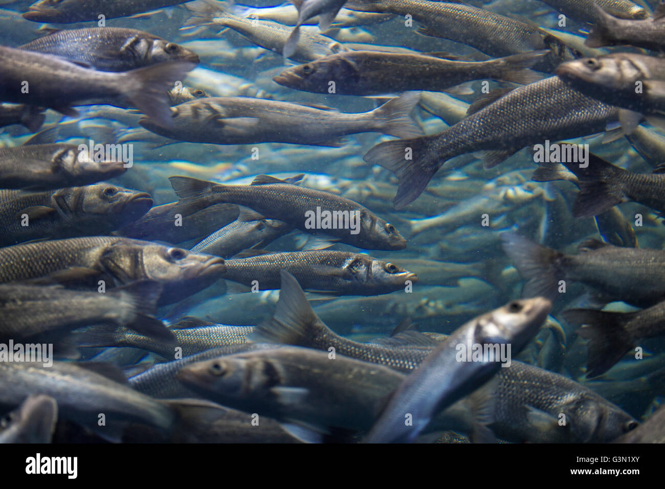 Fish school shoal in blue ocean underwater (Barracudas Stock Photo - Alamy